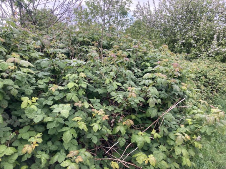 Making meadows part 3 | Friends of Burgess Park
